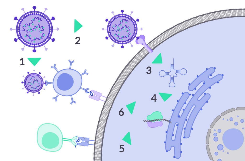 Vaccine production - Sagitta